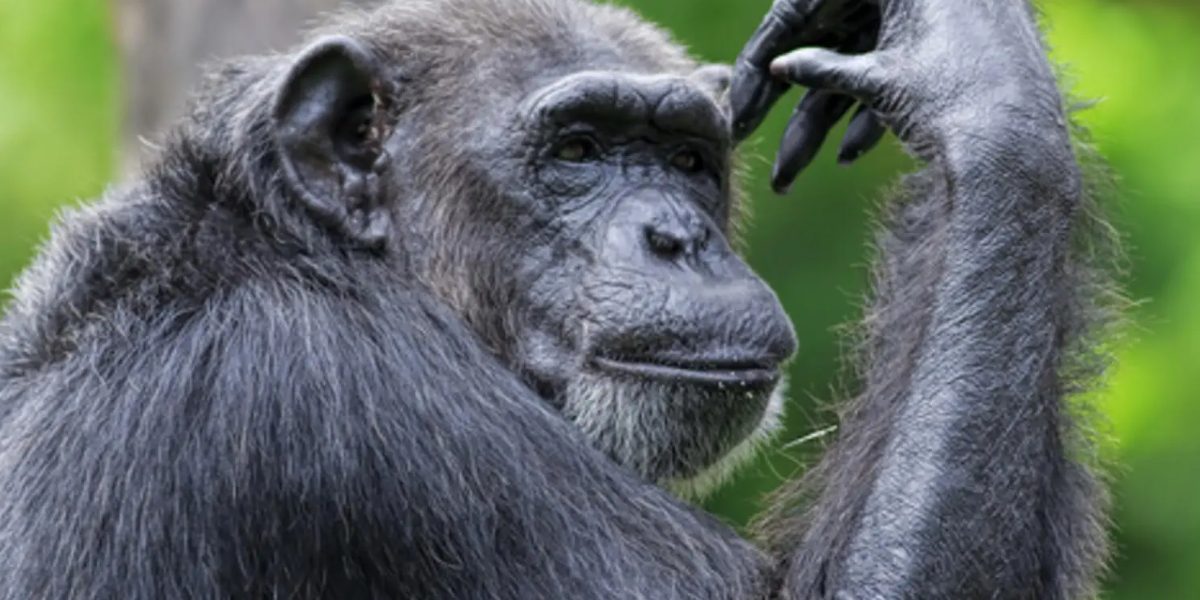 Ngamba Island Chimpanzee Sanctuary - Amakula African Safari