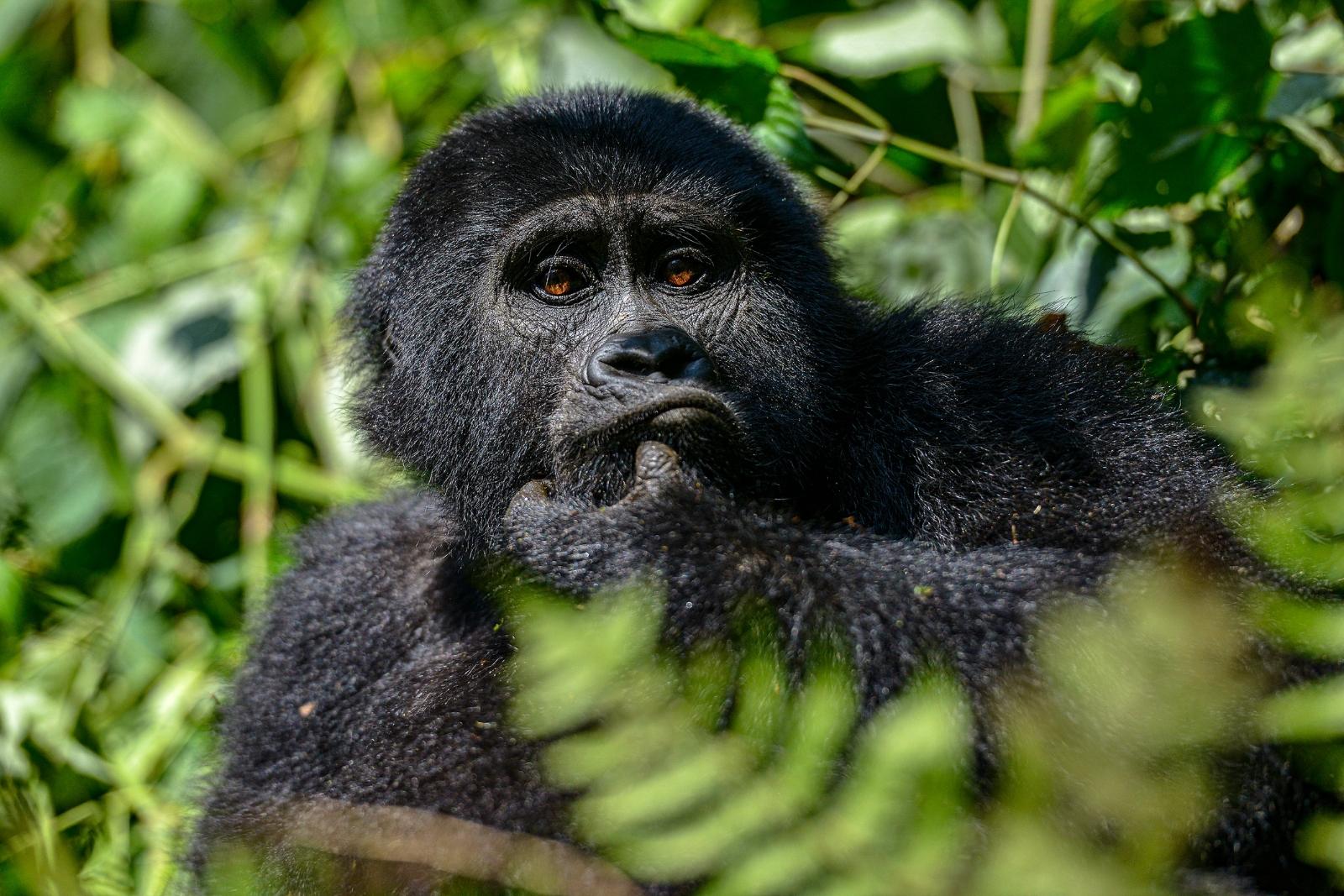 Bwindi impenetrable national park- Best time to see the Gorillas
