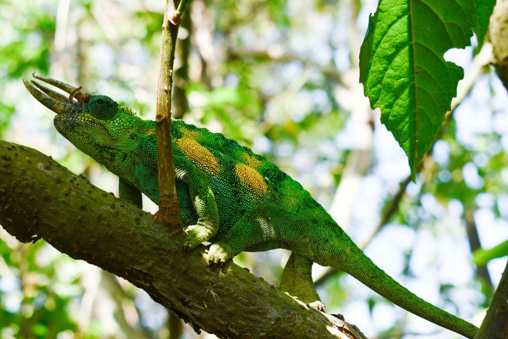 Three-horned chameleons in Bwindi - Amakula African Safaris | Uganda ...