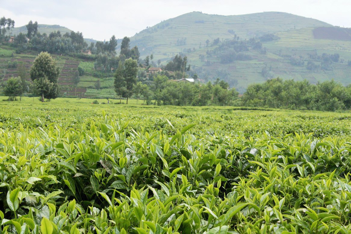 Tea Plantation Tours in Uganda and Rwanda - Amakula African Safaris ...