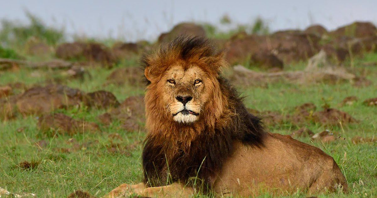 Ultimate Lion Tracking Adventures in Kenya - Amakula African Safaris ...
