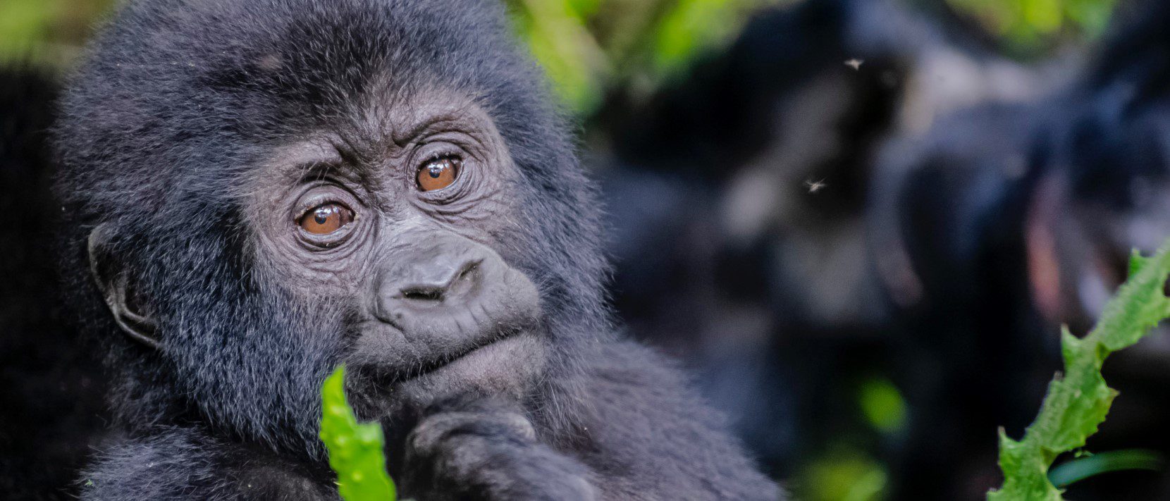 Home - Amakula African Safaris | Uganda Safaris | Gorilla Safaris ...